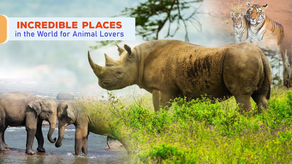 10 Incredible Places in the World for Animal Lovers